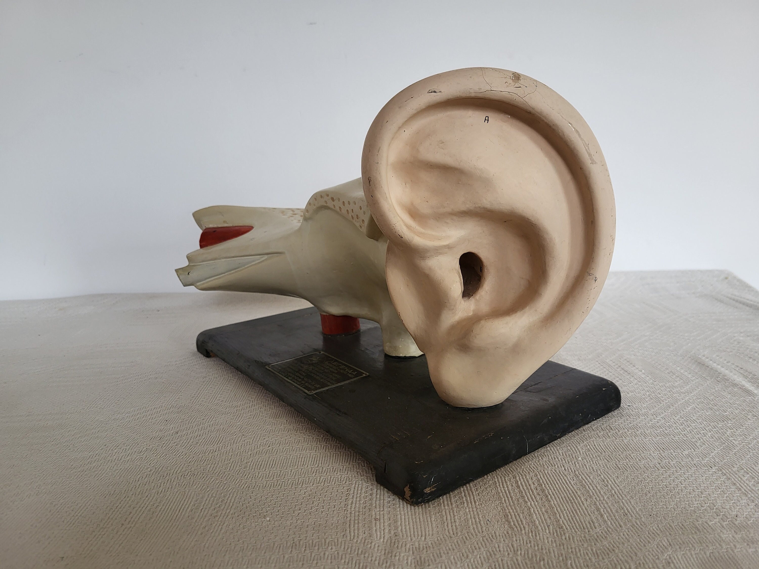 Antique Anatomical Model, Human Ear Model, Scale 3:1, Papier Mache ...