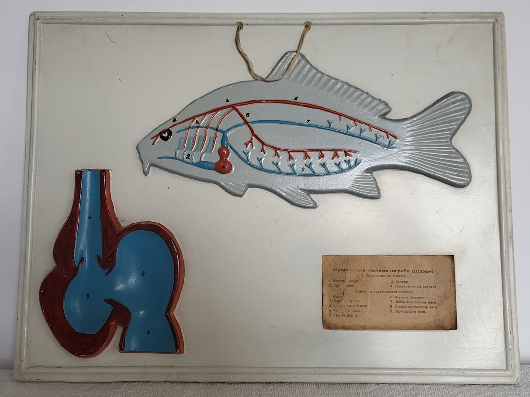 Carp Anatomical Model, Blood System, Carp, Fish, Educational Wall Panel ...