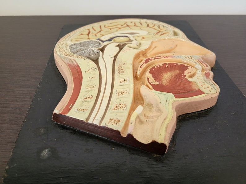 Antique Anatomical Model of Human Head , Handmade , Cross Section ...