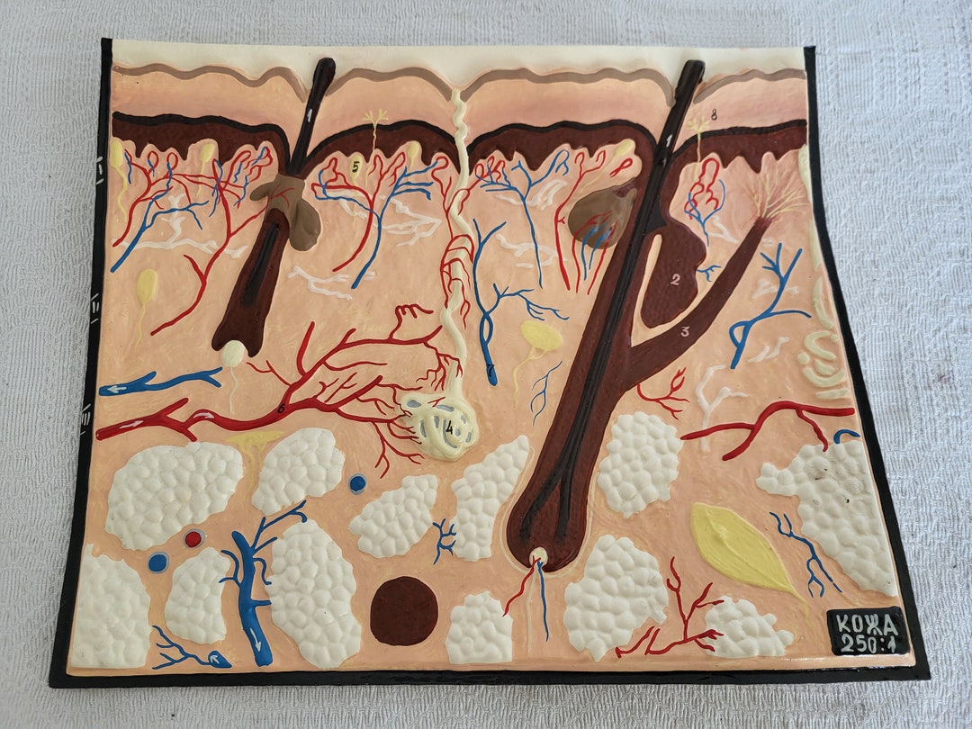 Anatomical Model, Science Panel, Teaching Aid, Skin, Epidermis, Dermis ...