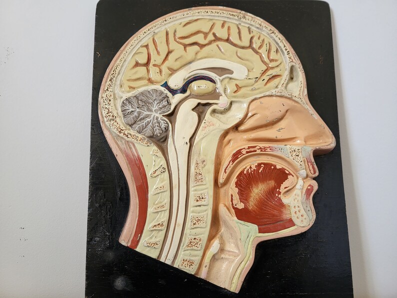 Antique Anatomical Model of Human Head , Handmade , Cross Section ...