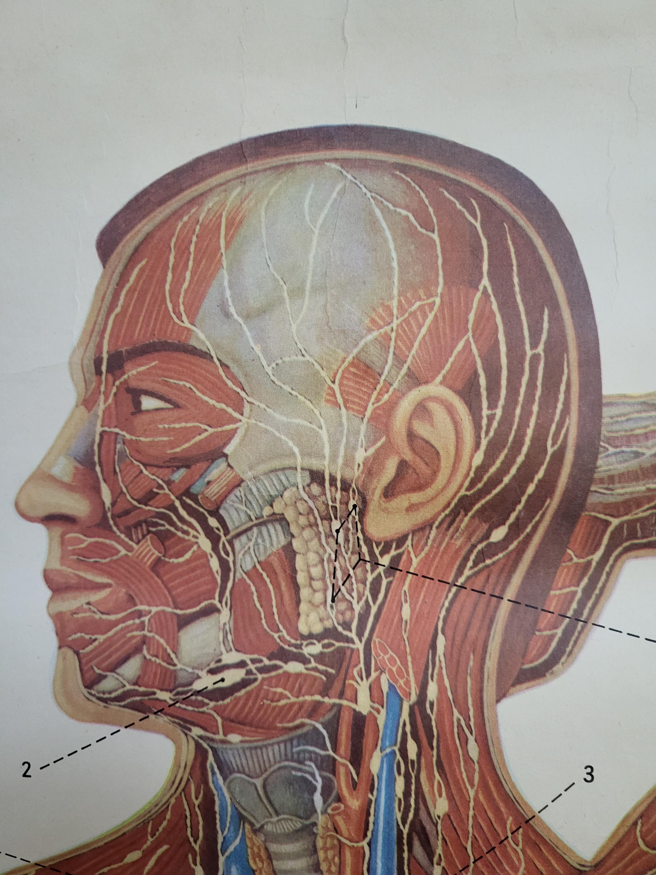 Vintage Anatomical Poster, Lymph Nodes Diagram, Large Poster, Human ...
