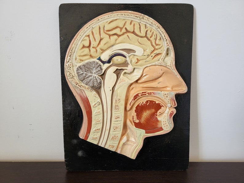 Antique Anatomical Model of Human Head , Handmade , Cross Section ...