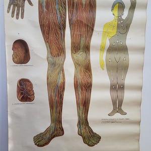 Vintage Anatomical Poster, Lymph Nodes Diagram, Large Poster, Human ...