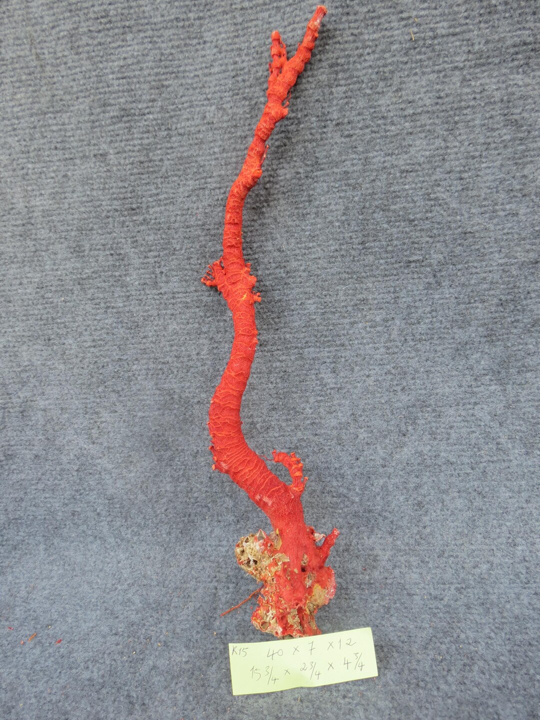 Red Coral Branch 15 Inches | Natural Coral | Real Coral | Coral Decor ...