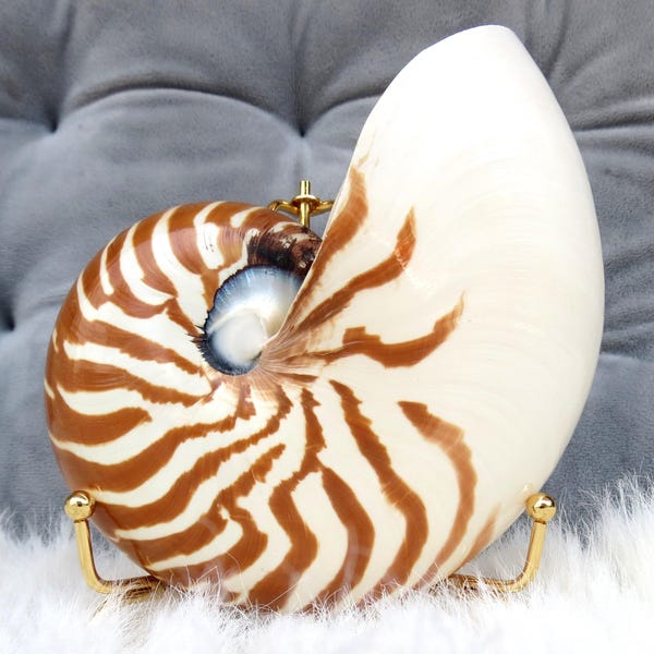 Nautilus Shell - Etsy