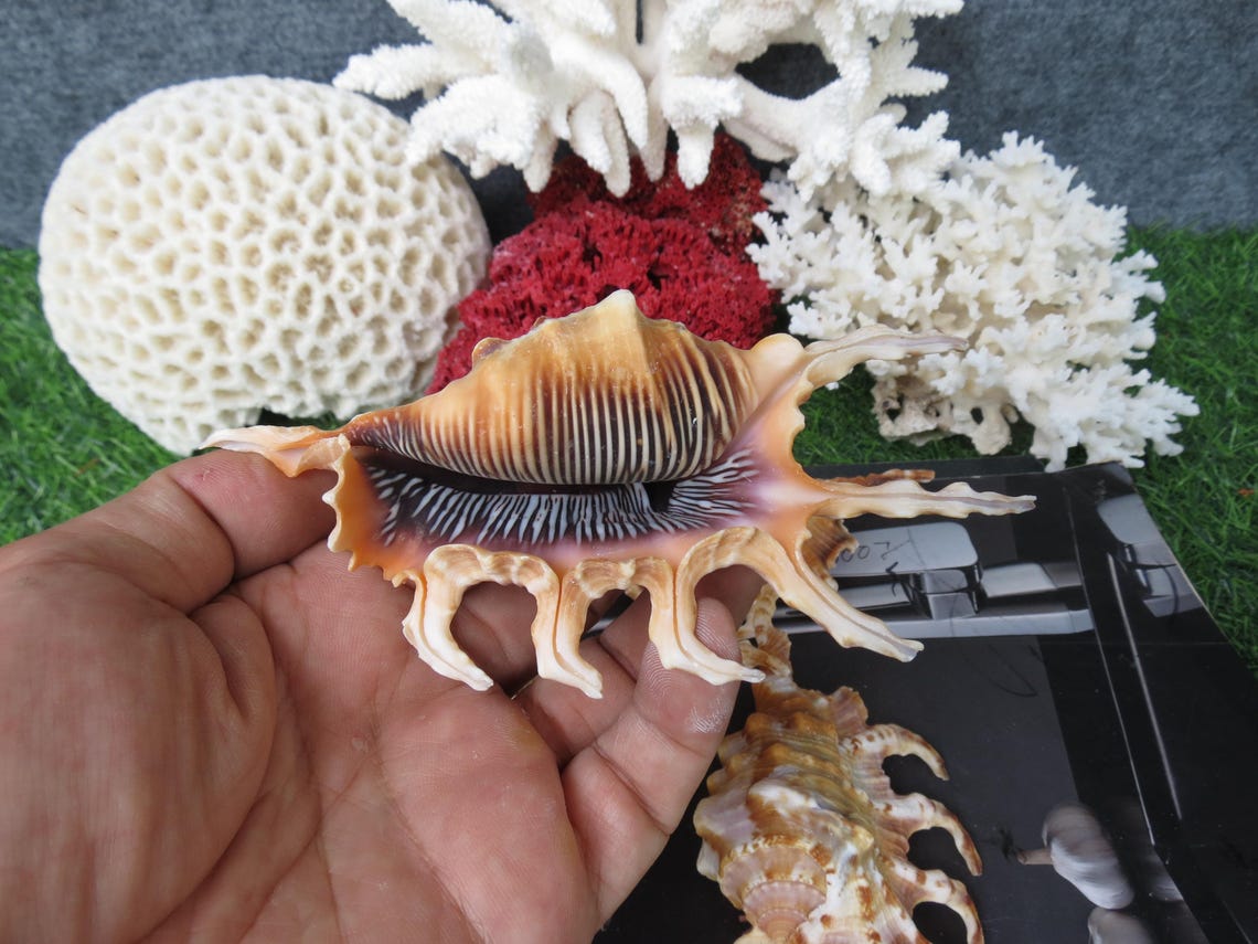 Dinosaur Shell, Beautiful Spider Shell, Chiragra Spider Shell, Lovely ...