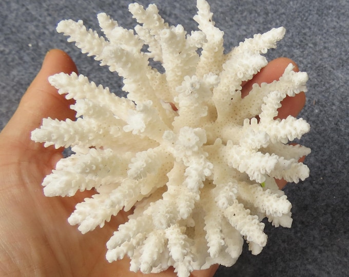 Coral, Real Coral,beautiful Natural White Coral,natural Coral Tree - Etsy
