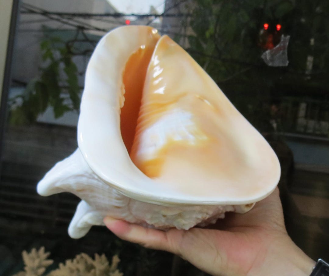 Cassis Cornuta Shell, Helmet Shell, Giant Cassis Cornuta Shell, Huge ...