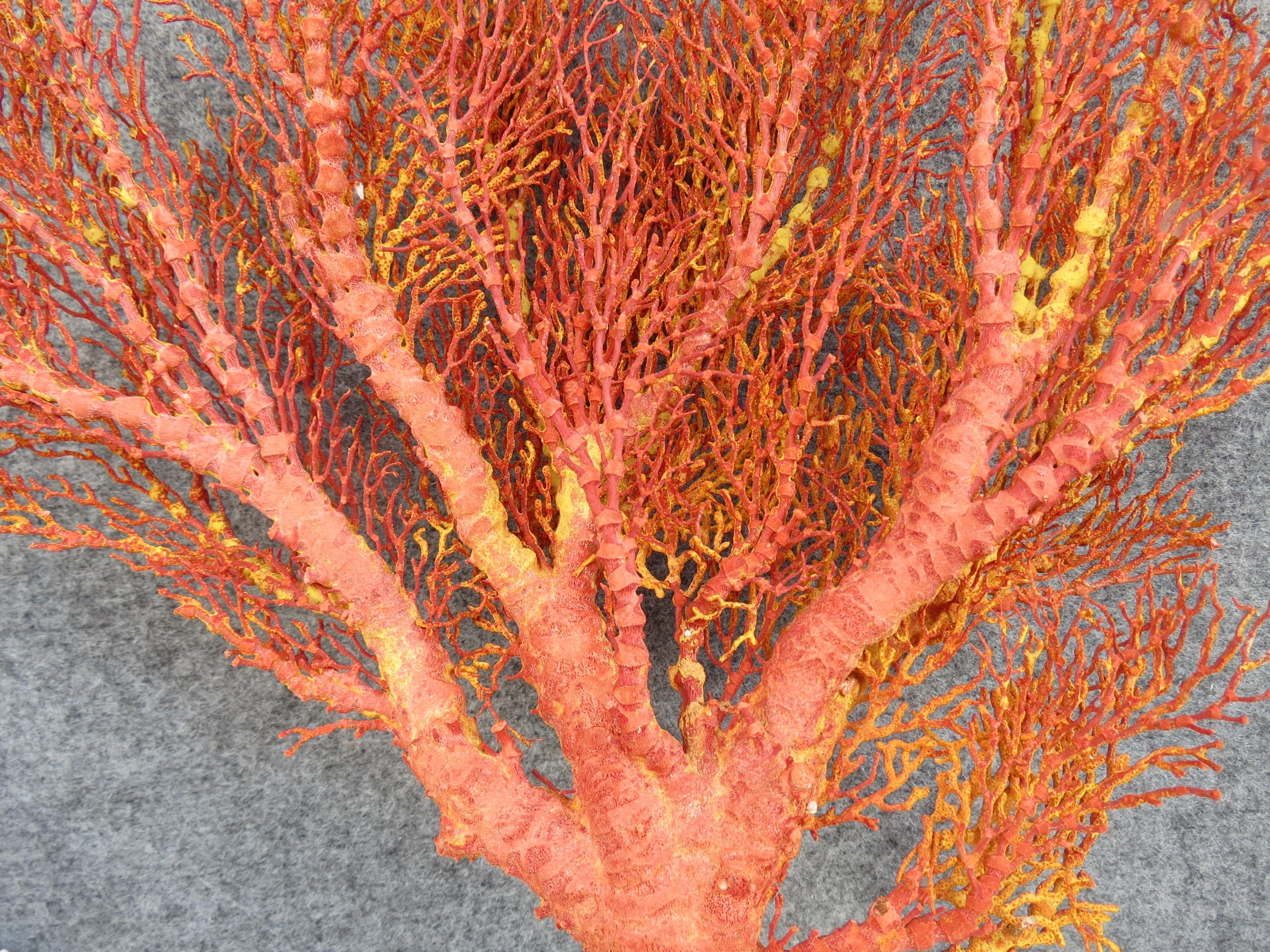 Natural Red Coral Branch, 20 Inch, Beautiful Shape, Real Coral Very ...
