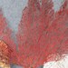 Red Coral Branch 13,7x6,7x4 Inches | Natural Coral | Real Coral | Coral ...