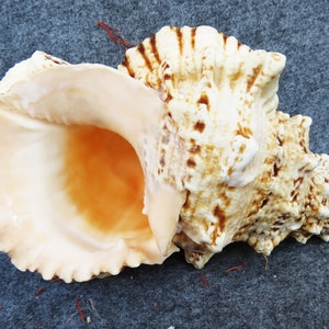 Tutufa Bubo Seashell | Conch Shell | Natural Large Shells | Tutufa Bubo ...