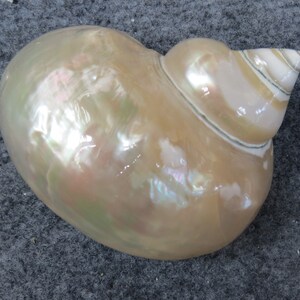 Large Conch Shell, Beautiful Large Shells, Home Decoration Snail Shells ...