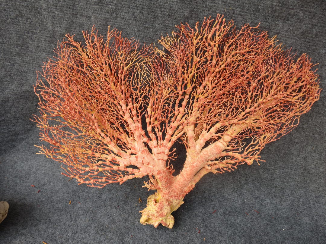 Red Coral Tree Decor, Beautiful Natural Coral, Real Red Coral , Marine ...