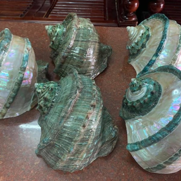 Conch Shell Planter - Etsy