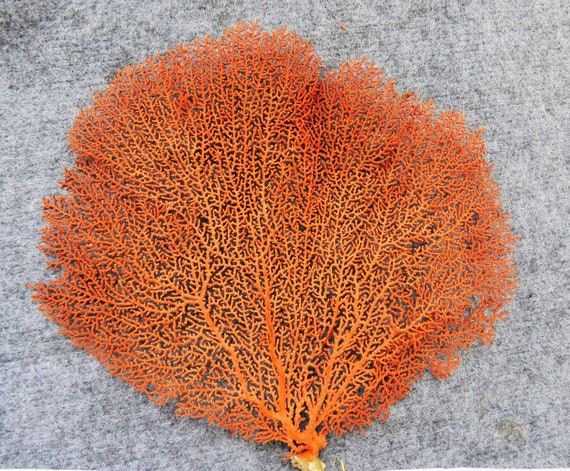 Sea Fan Coral Tree 2 of Natural Sea Fan Beach Decor Natural Red Atlantic Sea Fan Coastal Home Decor Reef Coral Seashells Beach Wedding Etsy UK