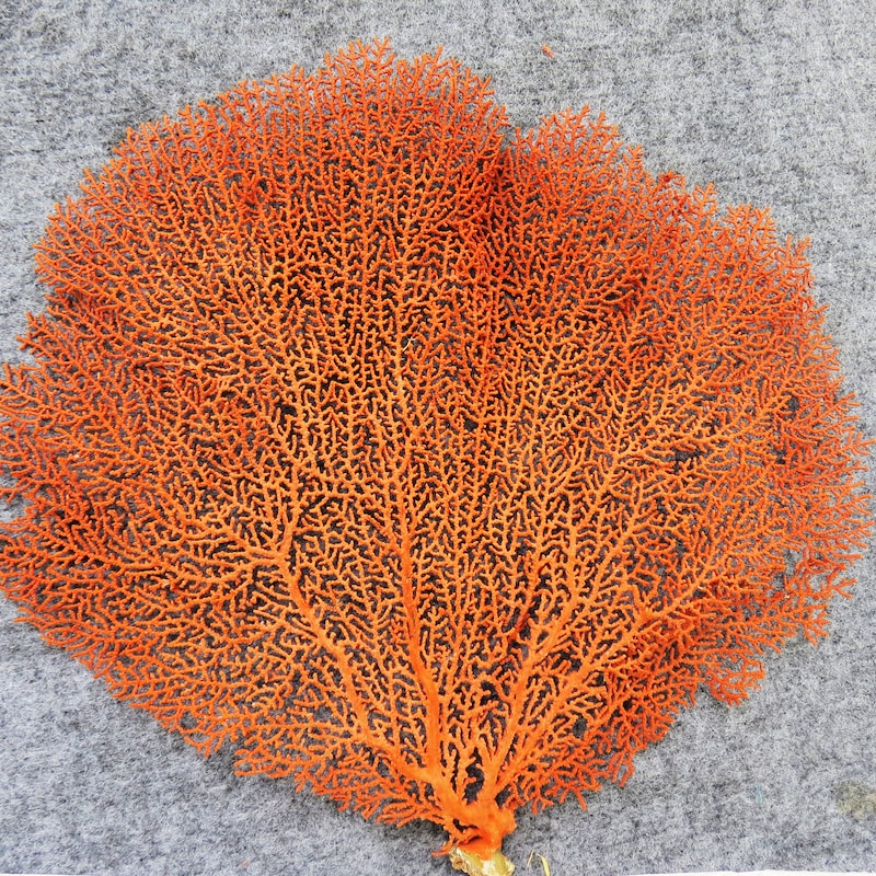 Red Sea Fan - Etsy