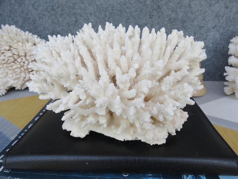 Real White Coral is Very Beautiful, Natural Coral, Very Special ...
