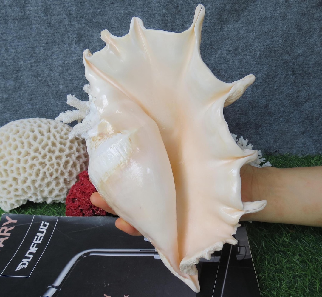 Huge Ocean Shell, Large Beautiful Shell, Sea Shell Treasure, Sea Shells ...