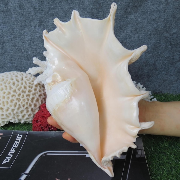 Sea Shell Decorations - Etsy