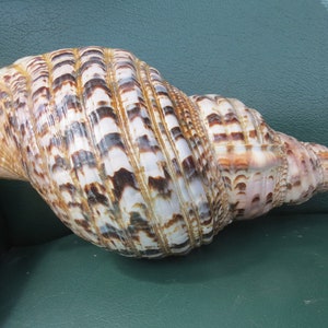 1 Pair of Trumpet Shells ,trumpet Shell, Large Snail Shell, Decorative ...