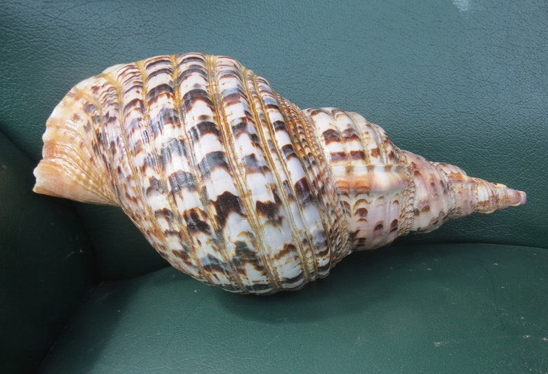 1 Pair of Trumpet Shells ,trumpet Shell, Large Snail Shell, Decorative ...