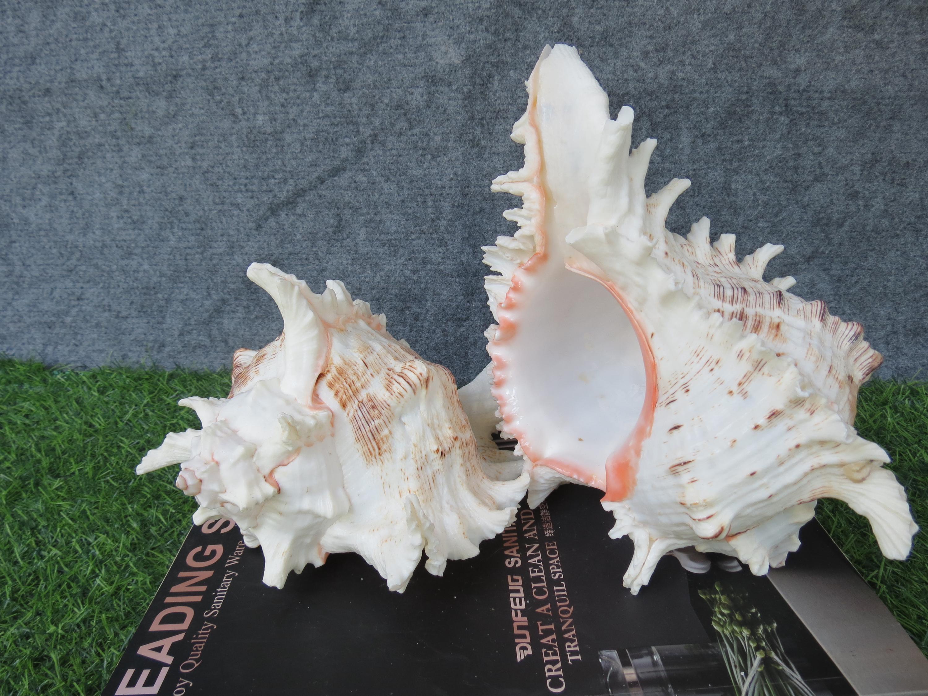 Cassis Cornuta Sea Shell, Spiny Turbo Snail, Conch Shell, Natural Sea ...