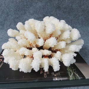 Real Coral 27cm, Natural White Coral Tree, Aquarium Decoration, Coral ...