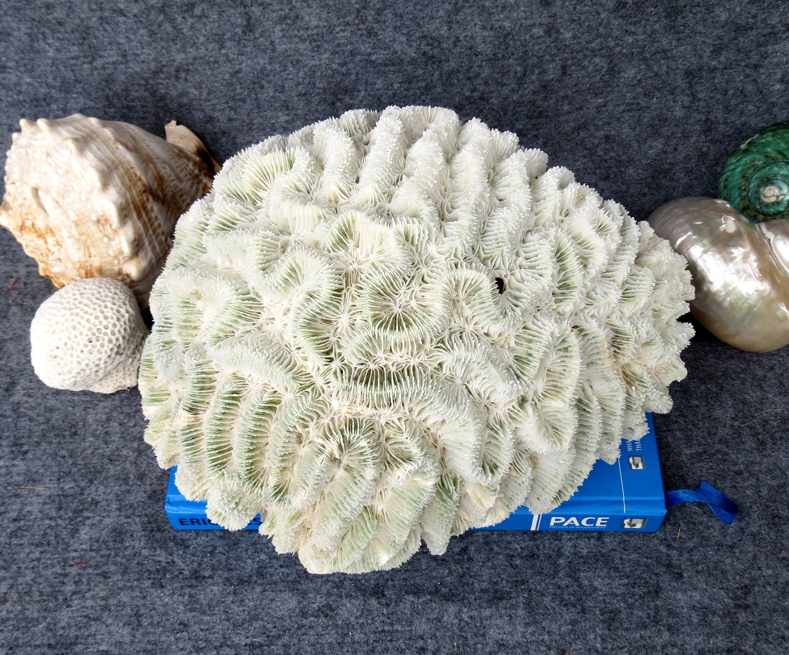 Super Big Coral 3kg, Beautiful Shape, Natural Color, Unique Corals ...