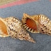 Natural Trumpet Triton Ammonite Decoration Big Seashell Decocsea Shell ...