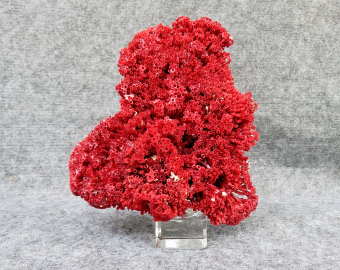 Red Coral Natural Red Coral Real Red Coral Red Coral Decor Aquarium ...
