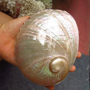 Large 12-15cm Abalone Shell, Beautiful Color Abalone. White Abalone ...