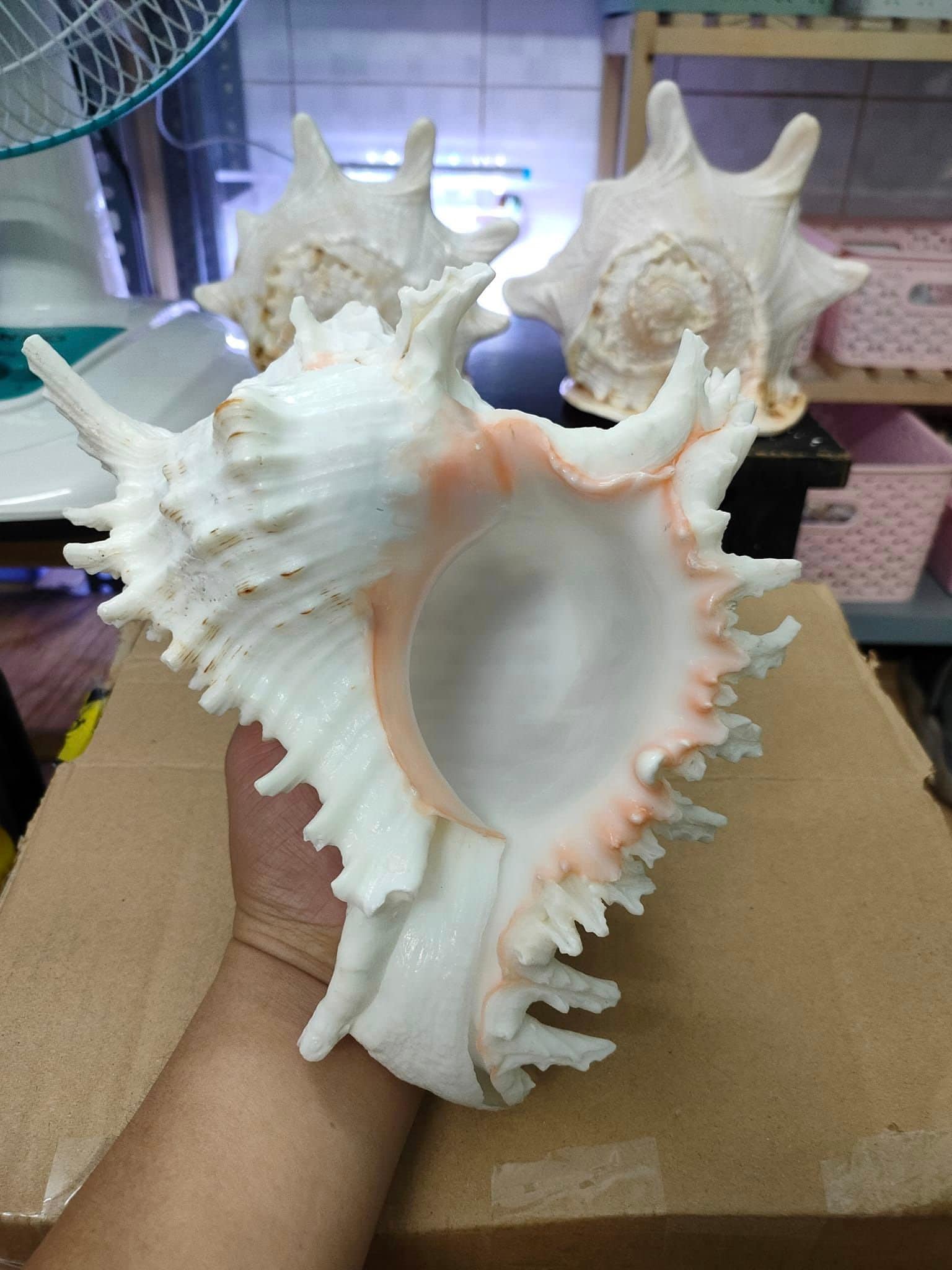 Snail Shell, Large White Spiked Snail Shell, Large Snail Shell, Sea ...