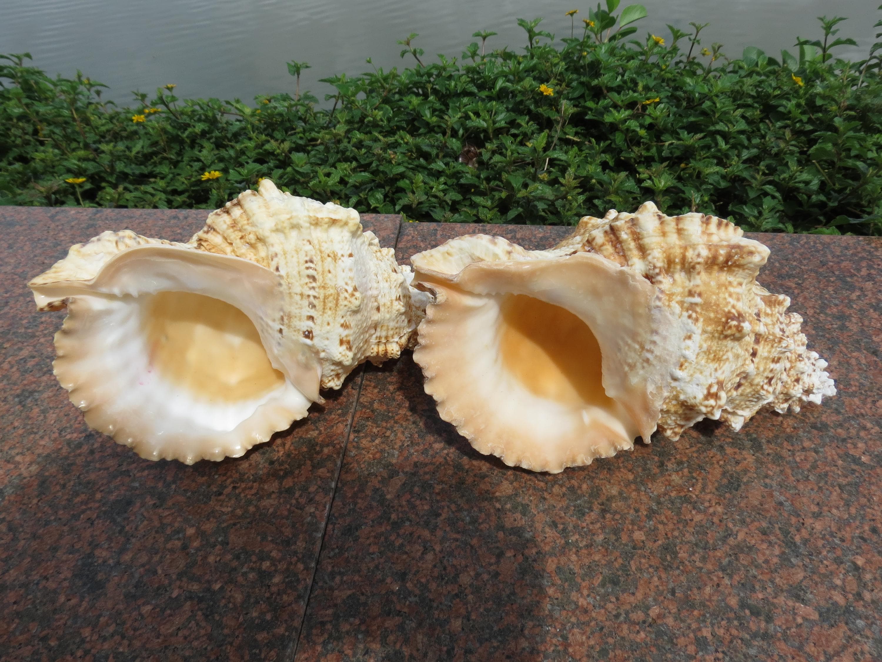 Large Natural Sea Shell, Tutufa Bubo Shell,big Sea Shell for Decoration ...