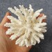 Coral Real Coralbeautiful Natural White Coralnatural Coral - Etsy