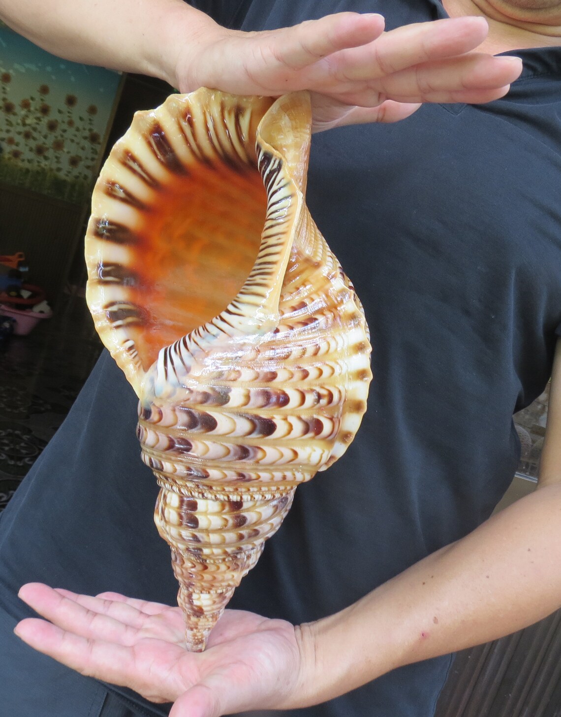 1 Pair of Trumpet Shells ,trumpet Shell, Large Snail Shell, Decorative ...