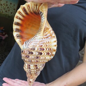 1 Pair of Trumpet Shells ,trumpet Shell, Large Snail Shell, Decorative ...