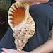 1 Pair of Trumpet Shells ,trumpet Shell, Large Snail Shell, Decorative ...