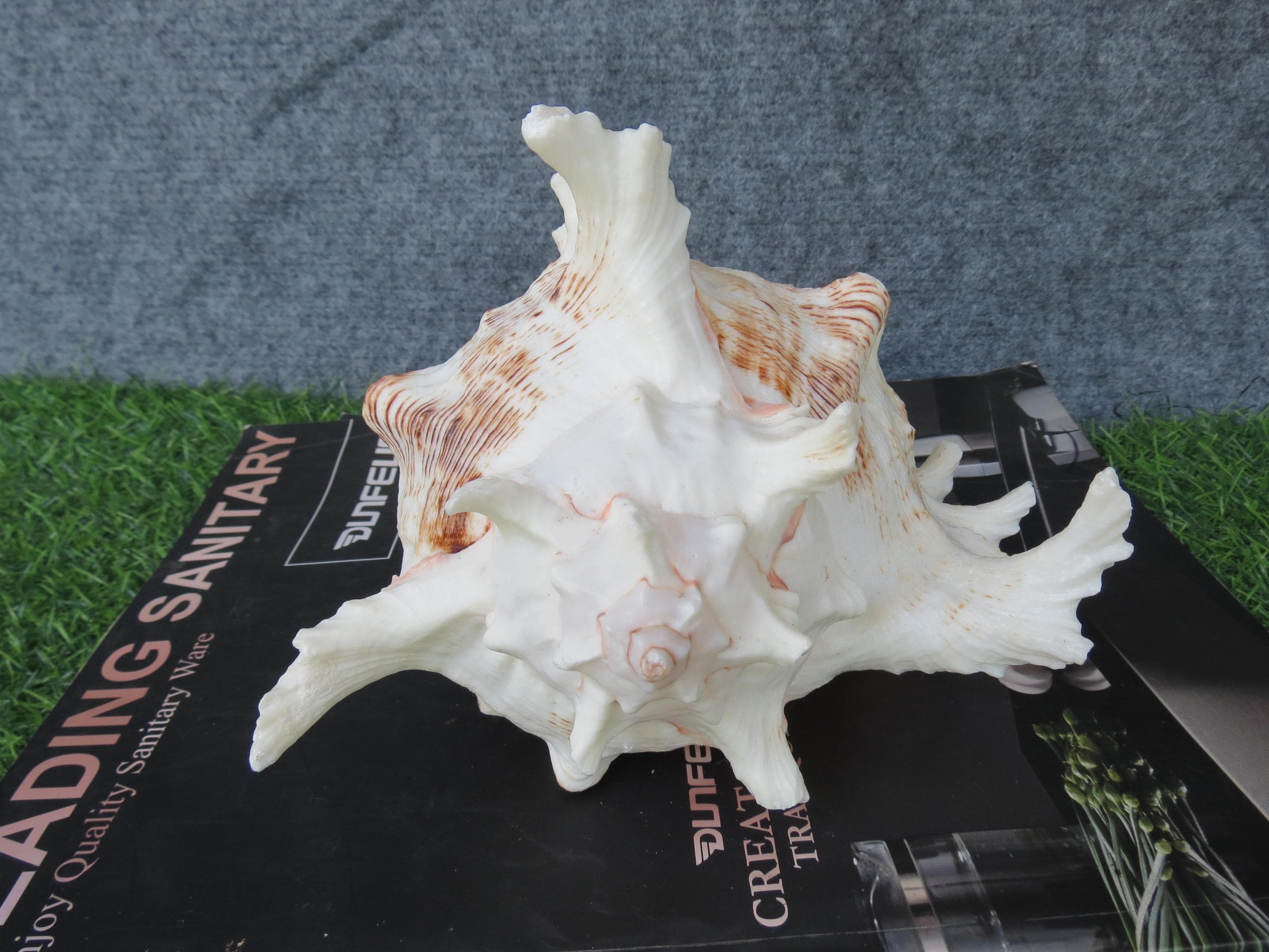 Cassis Cornuta Sea Shell, Spiny Turbo Snail, Conch Shell, Natural Sea ...