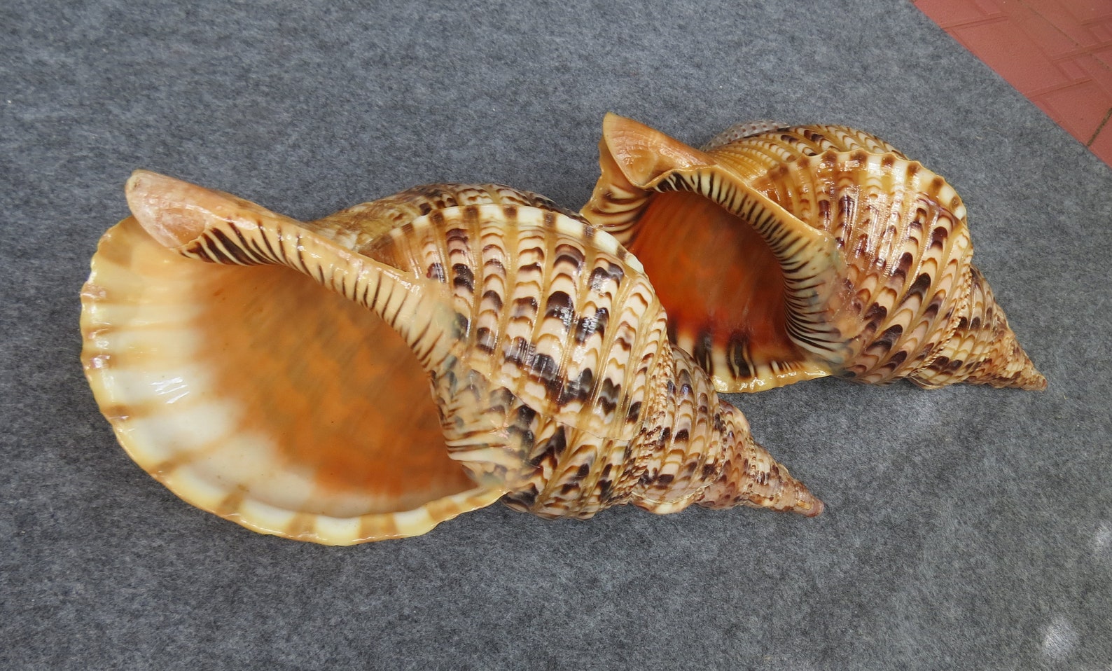 1 Pair of Trumpet Shells ,trumpet Shell, Large Snail Shell, Decorative ...