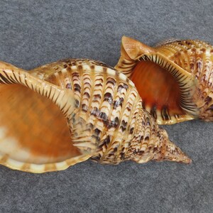 1 Pair of Trumpet Shells ,trumpet Shell, Large Snail Shell, Decorative ...