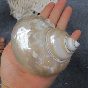 Large Conch Shell, Beautiful Large Shells, Home Decoration Snail Shells ...