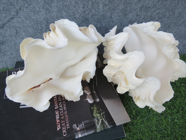 Pair of Tridacna Clam Shells Natural Large Seashell, Beautiful Vintage ...