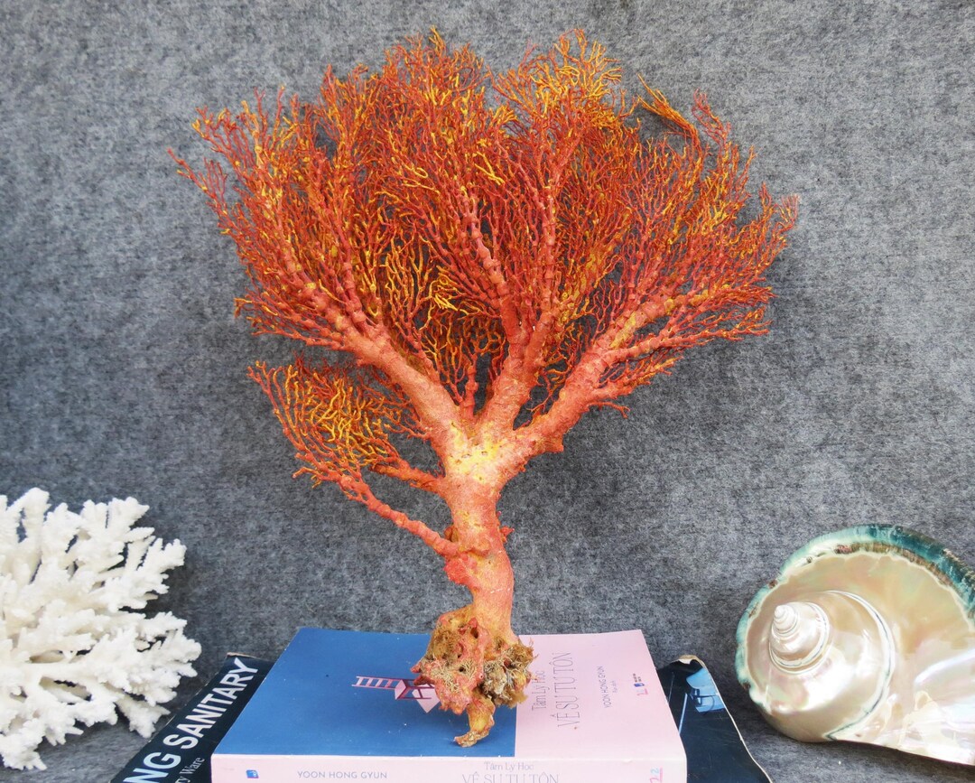 Natural Red Coral Branch, 20 Inch, Beautiful Shape, Real Coral Very ...