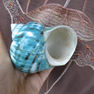 Large Conch Shell, Beautiful Large Shells, Home Decoration Snail Shells ...