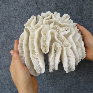 Large Brain Coral, Beautiful Shape, Natural Color, Unique Corals ...