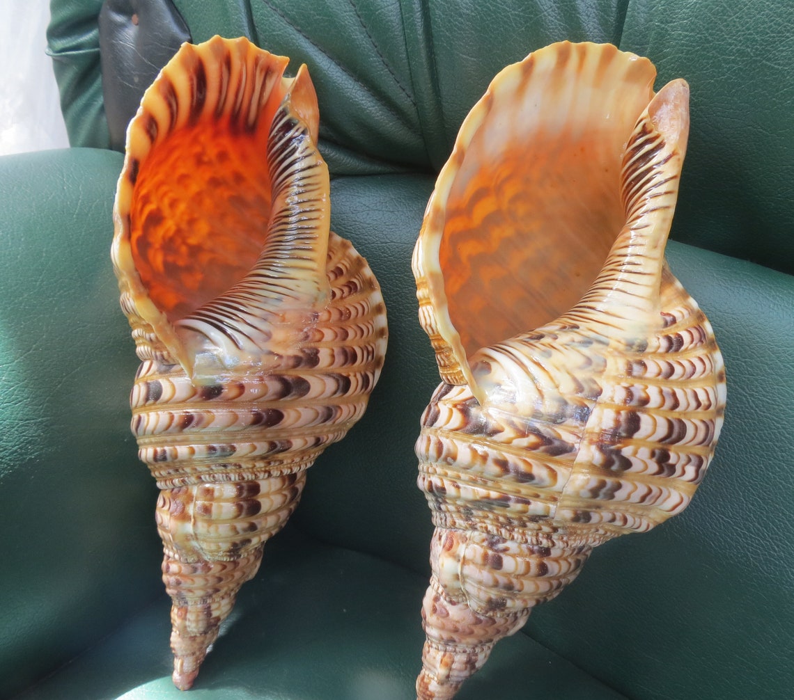 1 Pair of Trumpet Shells ,trumpet Shell, Large Snail Shell, Decorative ...