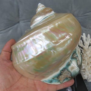 Large Giant Green Marmoratus Turban Shell, Large Conch Shell, Turbo ...