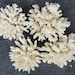 Coral, Real Coral,beautiful Natural White Coral,natural Coral Tree - Etsy