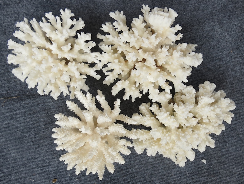 Coral, Real Coral,beautiful Natural White Coral,natural Coral Tree - Etsy
